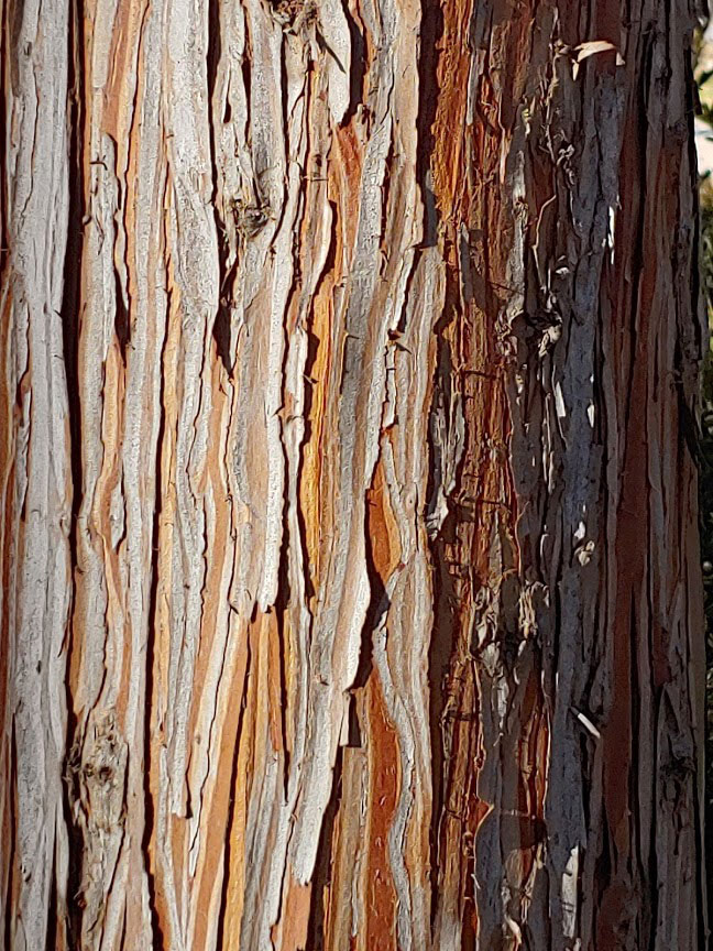 February Walking Tour - Textures of a Tree | Denver Botanic Gardens