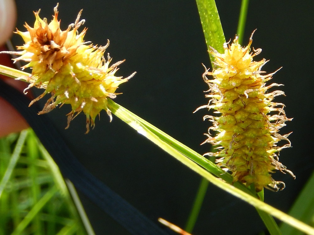 Sedges have edges . . . | Denver Botanic Gardens