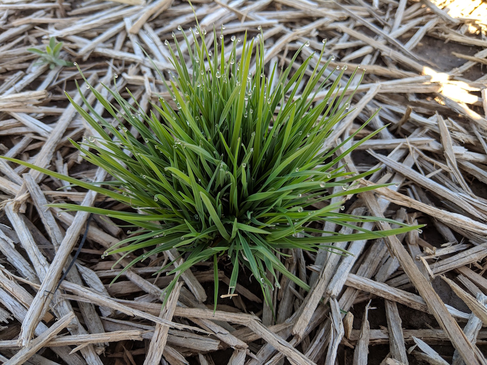 Shortgrass Prairie Restoration Experiment | Denver Botanic Gardens