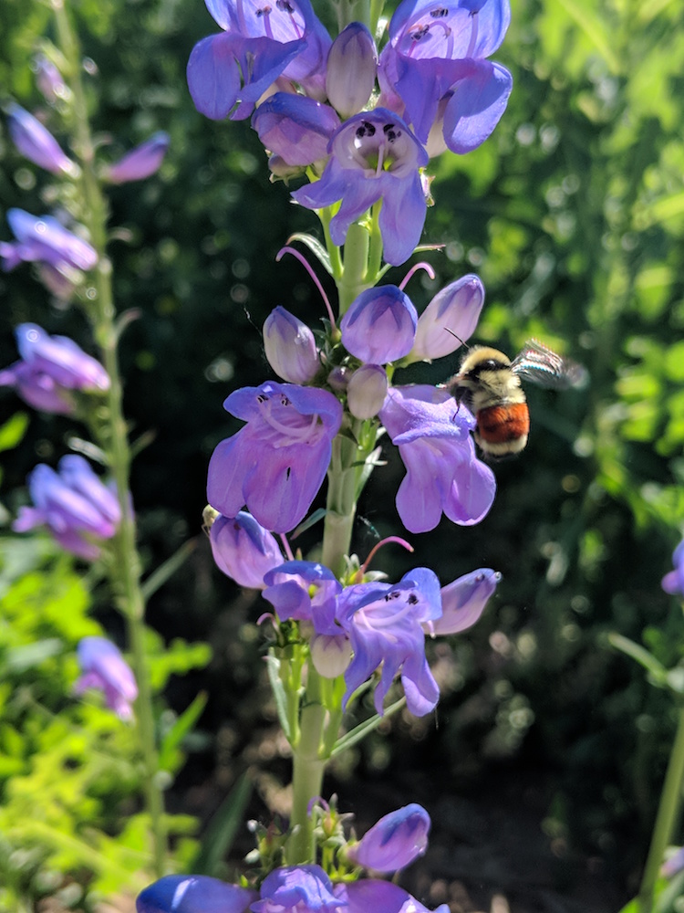 Shortgrass Prairie Restoration Experiment | Denver Botanic Gardens