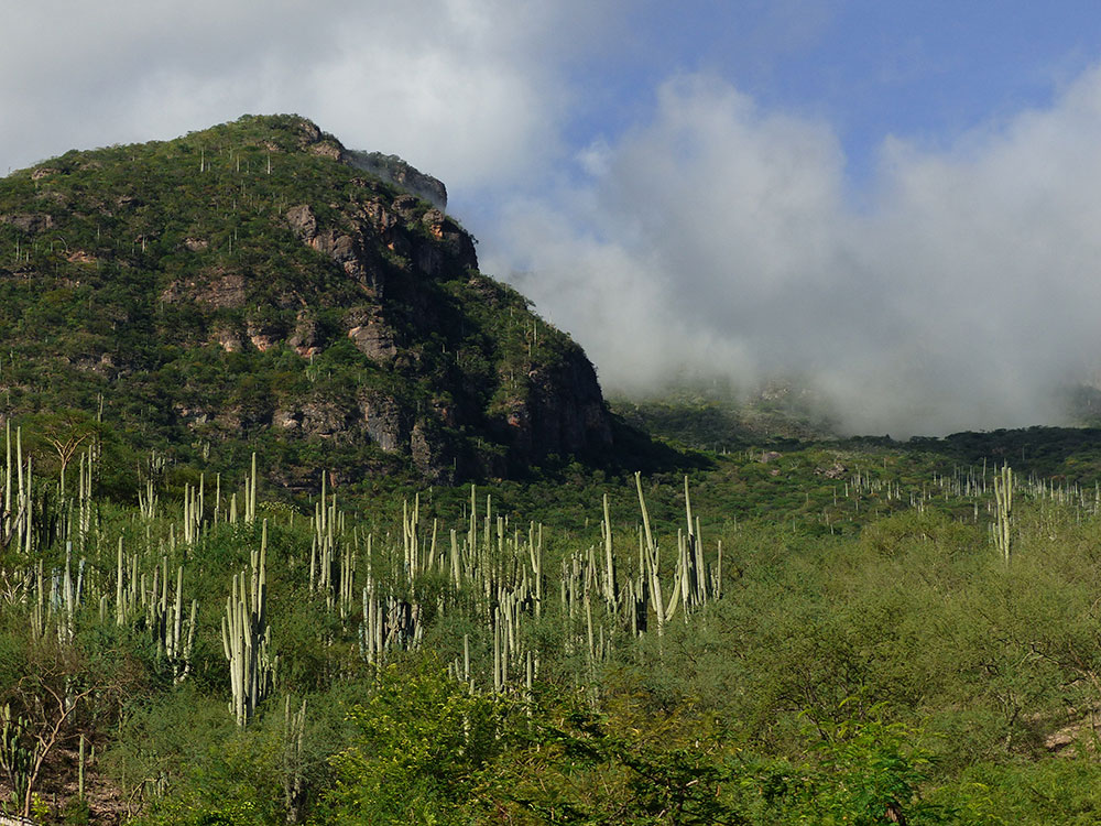 Exploring Oaxacan Flora | Denver Botanic Gardens