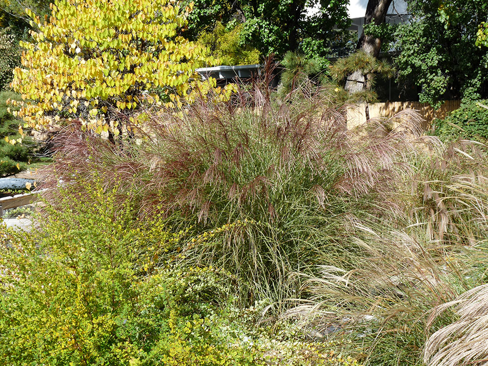October Walking Tour - Maiden Grass, Miscanthus sinensis | Denver ...