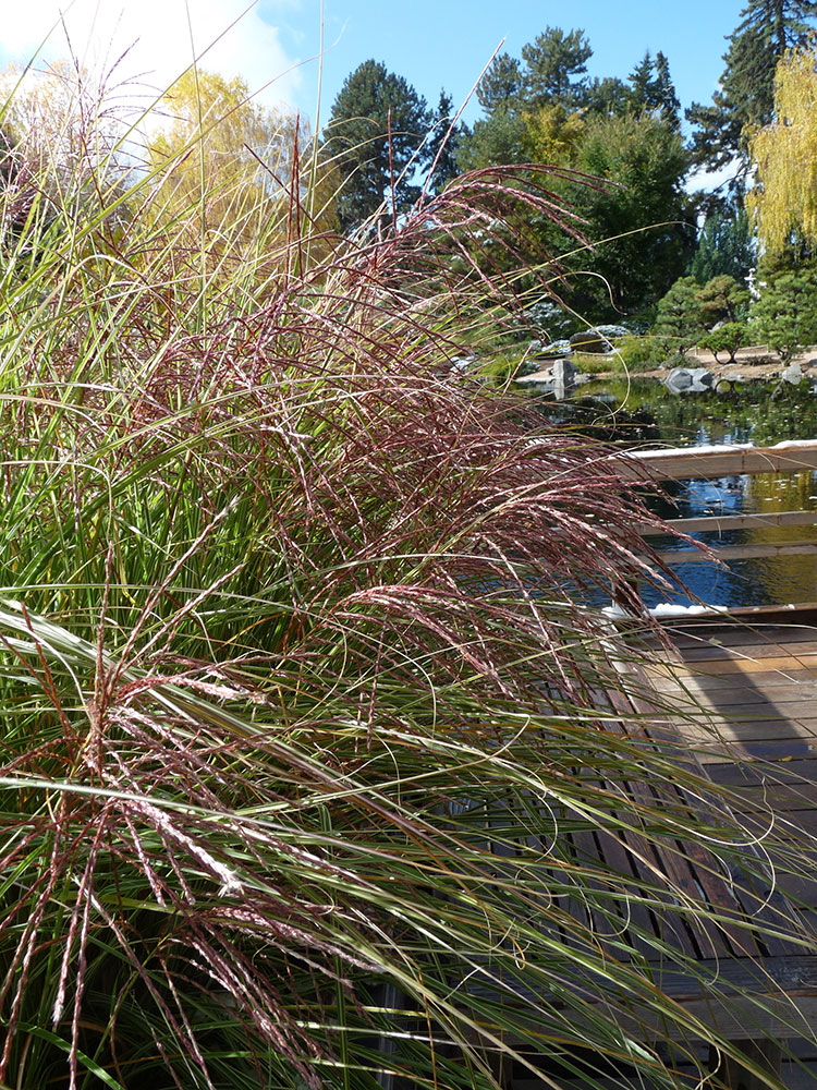October Walking Tour - Maiden Grass, Miscanthus sinensis | Denver ...