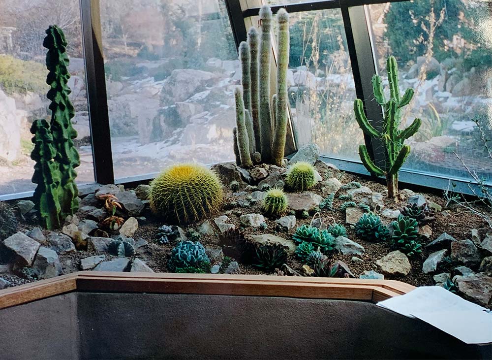 Indoor Cactus Garden Ideas
