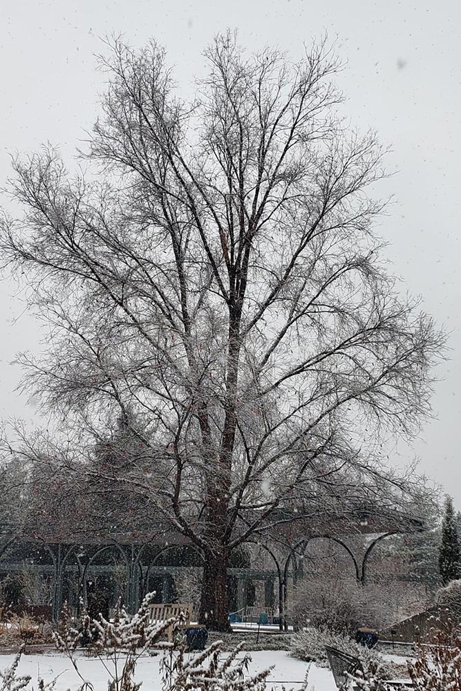 February Walking Tour – Identification of Woody Plants in Wintertime ...