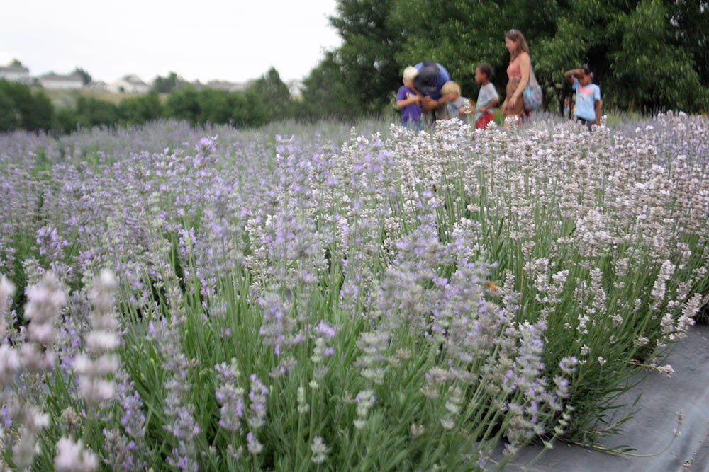What do you know about lavender? Get the scoop before Lavender Festival ...