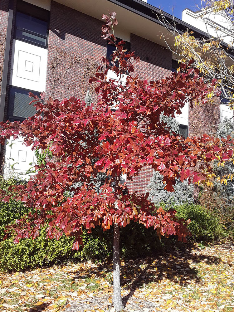 Are We Running Out of Trees for the Denver Area? | Denver Botanic Gardens