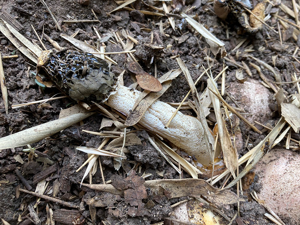 Mushrooms Sprang in the Wet Spring | Denver Botanic Gardens