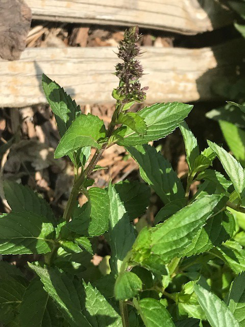 Top 10 Medicinal Plants | Denver Botanic Gardens