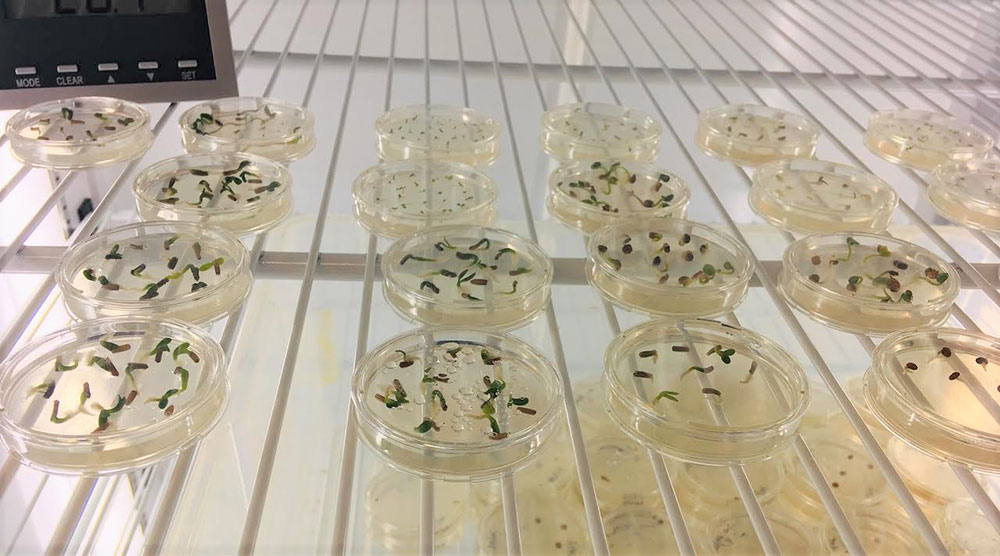 The Challenges of Germinating Rare Alpine Species | Denver Botanic Gardens