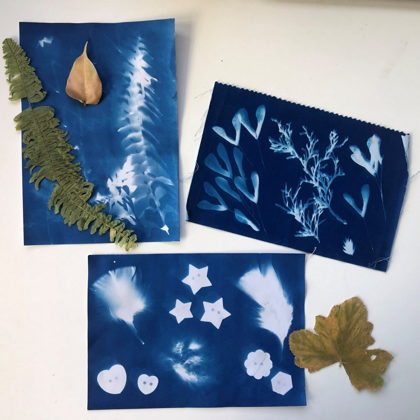 Science Studio for Homeschoolers: Cyanotypes | Denver Botanic Gardens