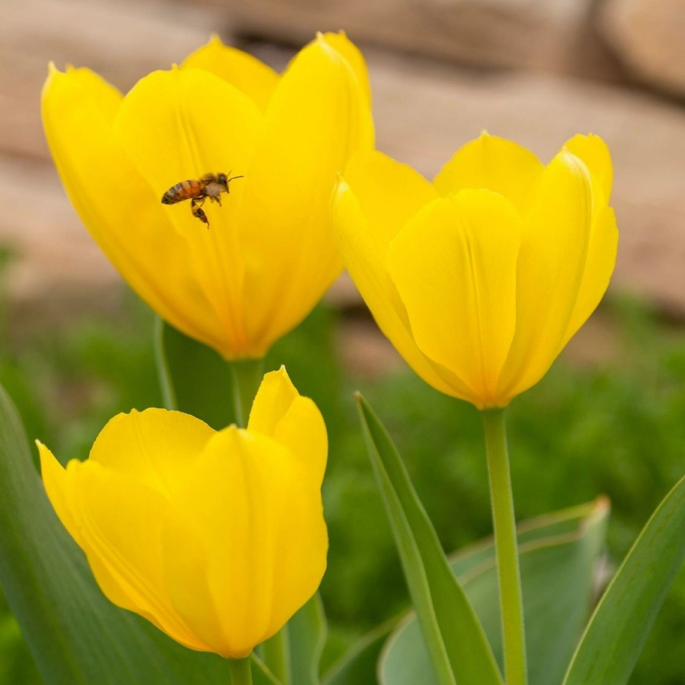 Girl Scout Make and Take at Plains Conservation Center: Bee Hotels ...