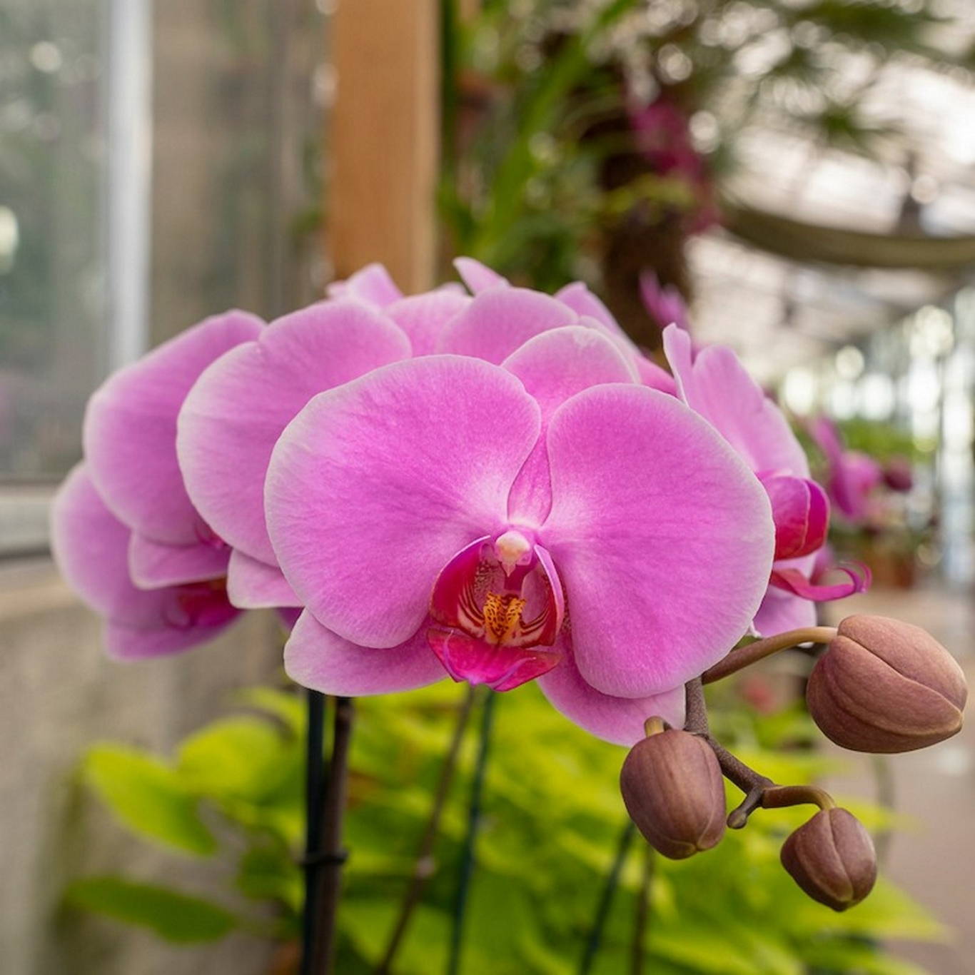 Girl Scout Juniors: Fantastic Flowers Make and Take | Denver Botanic ...