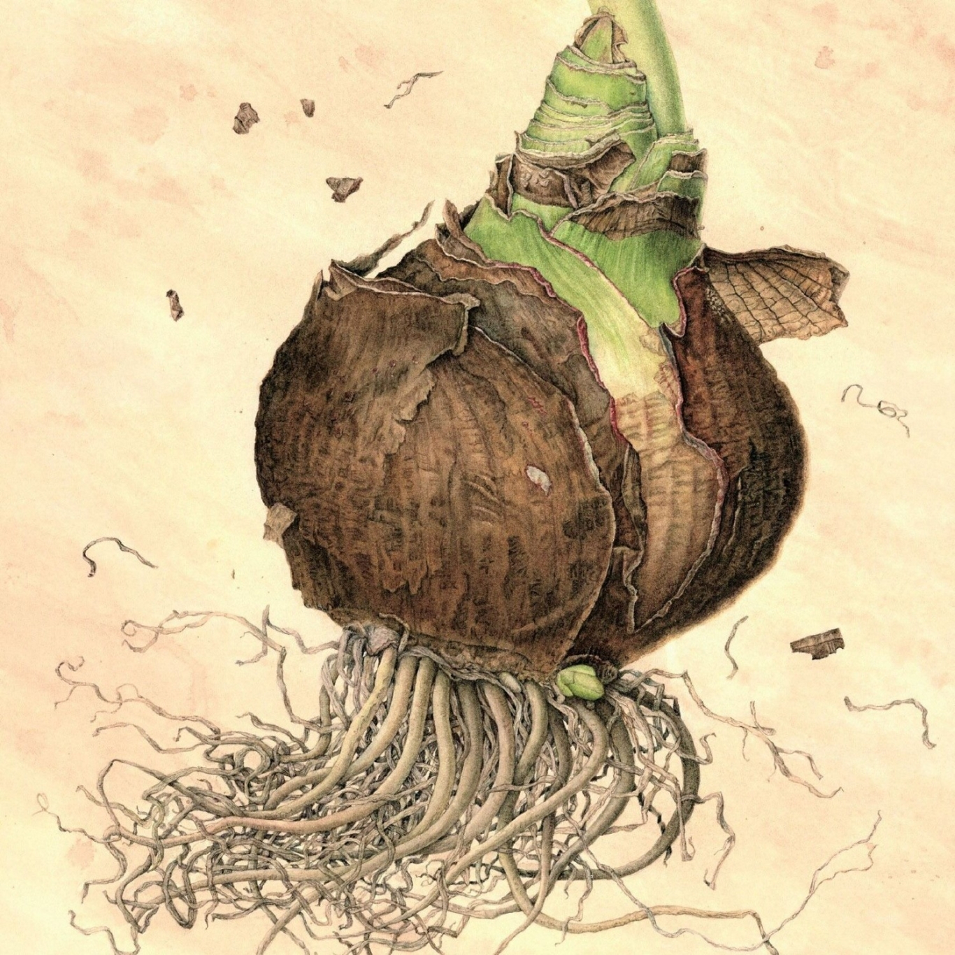 Attention to Detail: Roots, Veins, Stamens - ONLINE | Denver Botanic ...