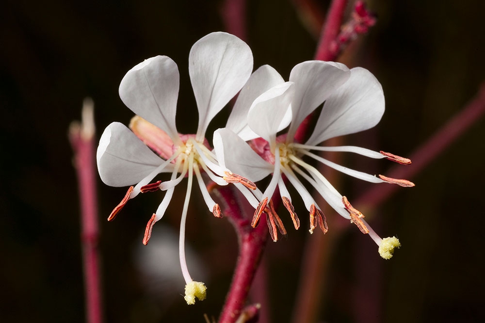 Colorado Butterfly Plant Officially Delisted From Endangered Species ...
