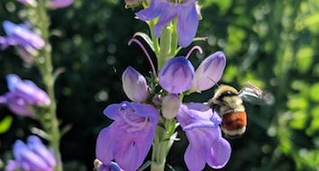 Shortgrass Prairie Restoration Experiment | Denver Botanic Gardens
