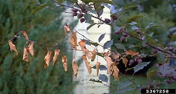 Fire Blight: A Cantankerous Disease | Denver Botanic Gardens