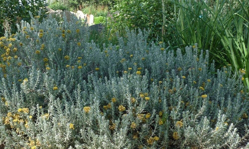 November Walking Tour - Silver Shrubs of the Steppe Garden | Denver ...