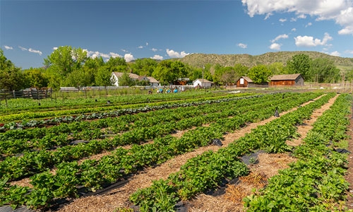 The Importance of Cover Crops | Denver Botanic Gardens