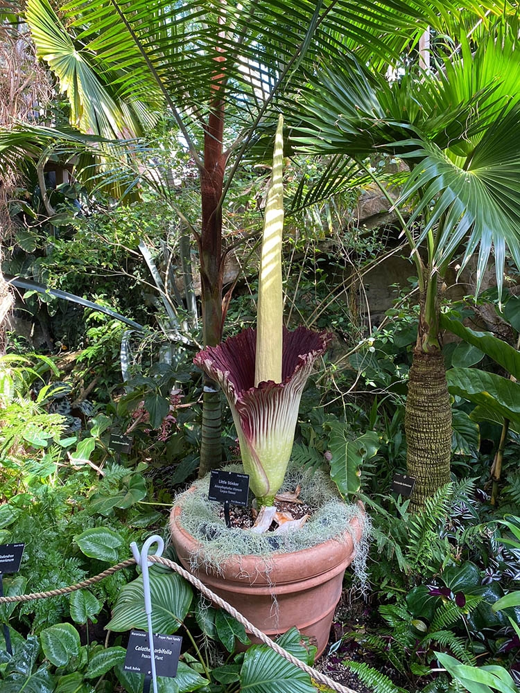 The return of Lil' Stinker | Denver Botanic Gardens
