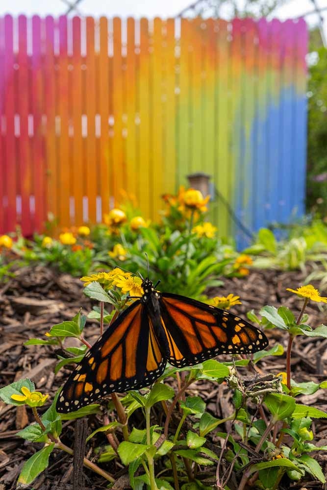 Butterflies at Chatfield Farms | Denver Botanic Gardens