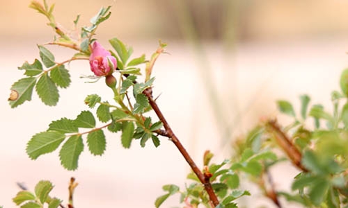 Denver Botanic Films Presents "Amache Rose" | Denver Botanic Gardens