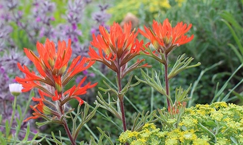Castilleja integra: Mascot of the 2023 Spring Plant Sale | Denver ...