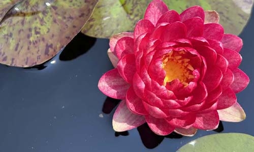 The World of Waterlily Hybridization | Denver Botanic Gardens