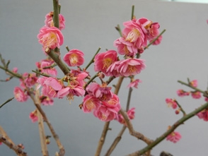 梅Ume: Prunus mume in Japanese culture | Denver Botanic Gardens