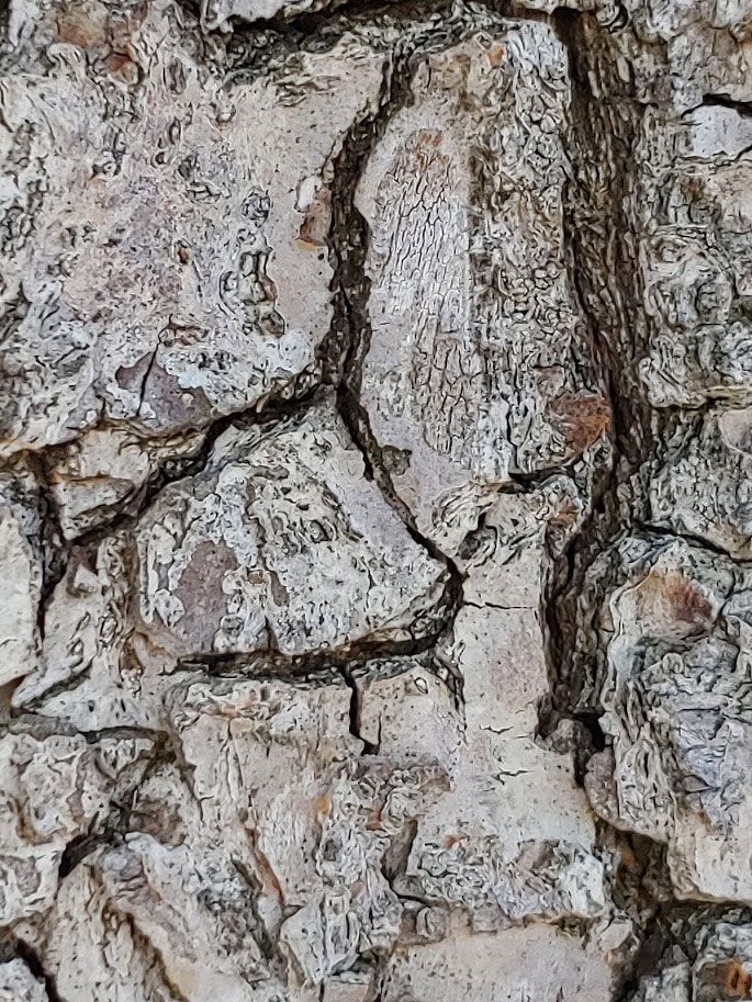 February Walking Tour - Textures of a Tree | Denver Botanic Gardens