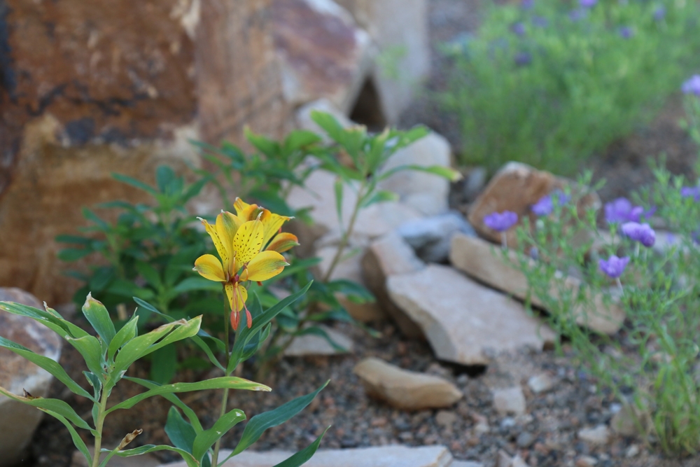 Tour the new Steppe Garden | Denver Botanic Gardens
