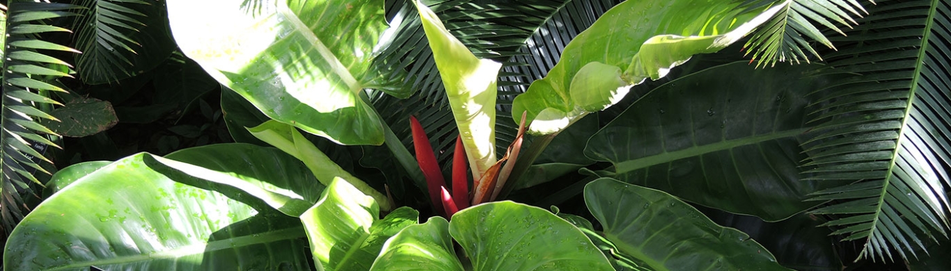 December Walking Tour - Aroids in the Conservatory | Denver Botanic Gardens