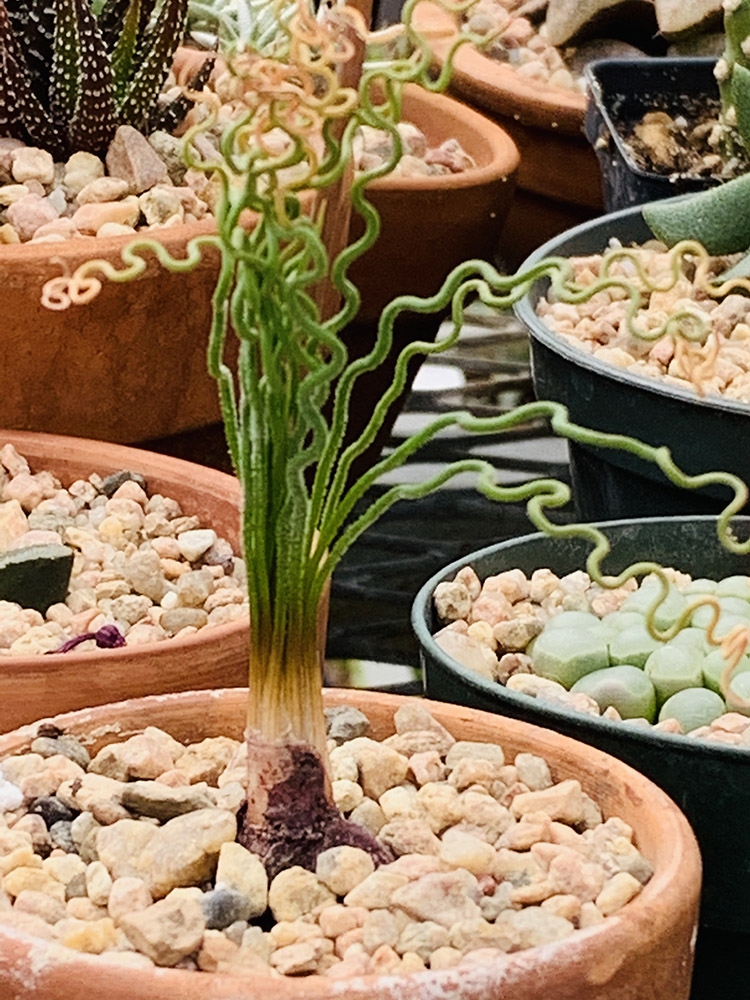 Success with Succulents | Denver Botanic Gardens