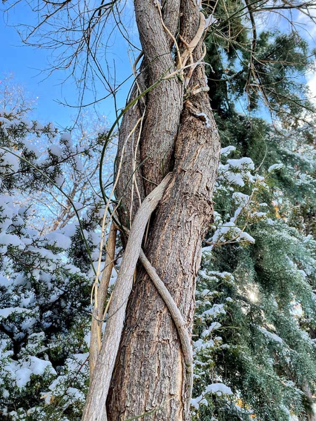 December Walking Tour – Winter Interest | Denver Botanic Gardens