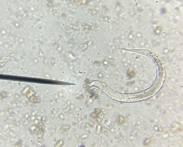 The Microscopic World of Soil | Denver Botanic Gardens