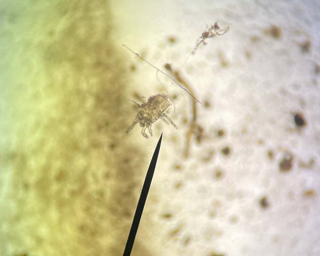 The Microscopic World of Soil | Denver Botanic Gardens
