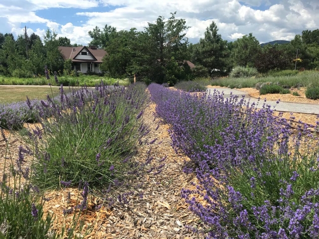 July Walking Tour – Lavender Garden | Denver Botanic Gardens