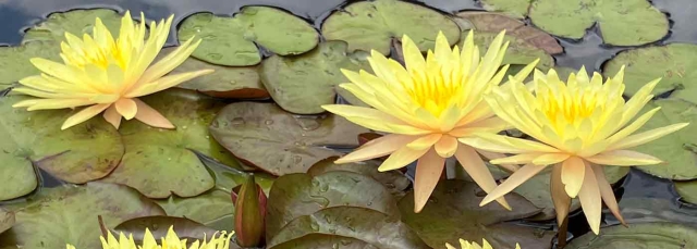 Tours | Denver Botanic Gardens