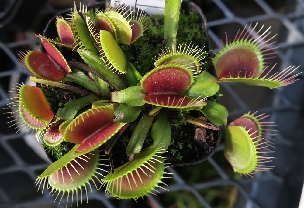 Venus Fly Trap Digestion
